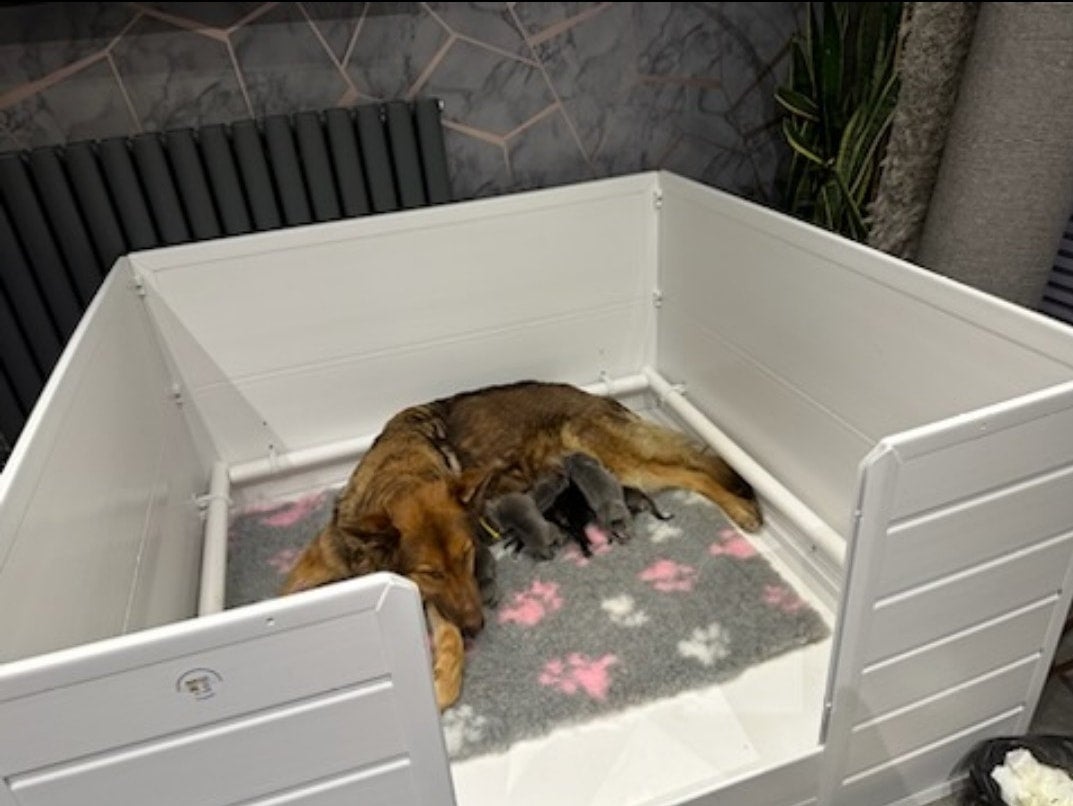 48x48x12 | Steel city whelping boxes,whelp safe plastic whelping boxes ...