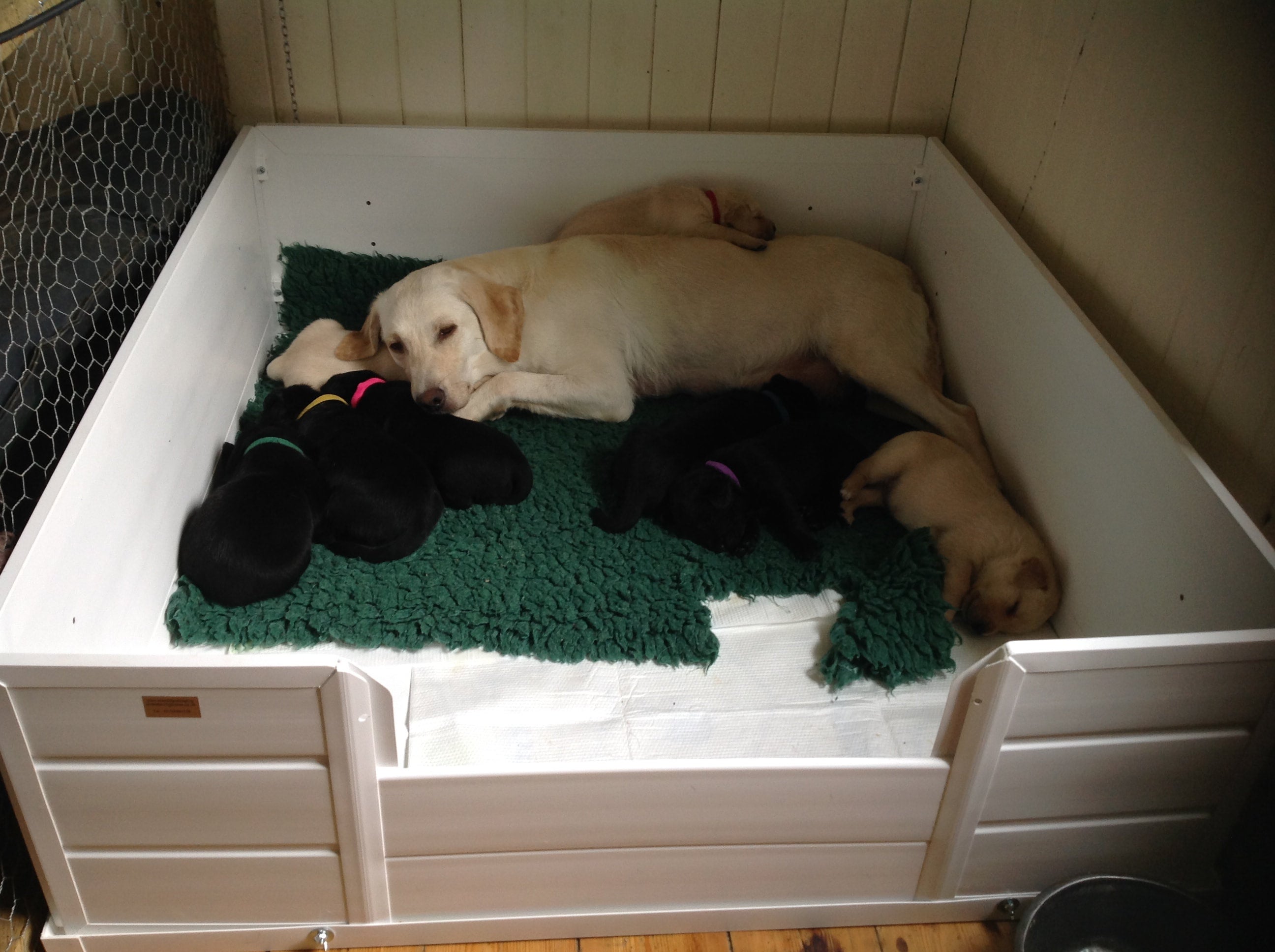 48x48x24 | Steel city whelping boxes,whelp safe plastic whelping boxes ...