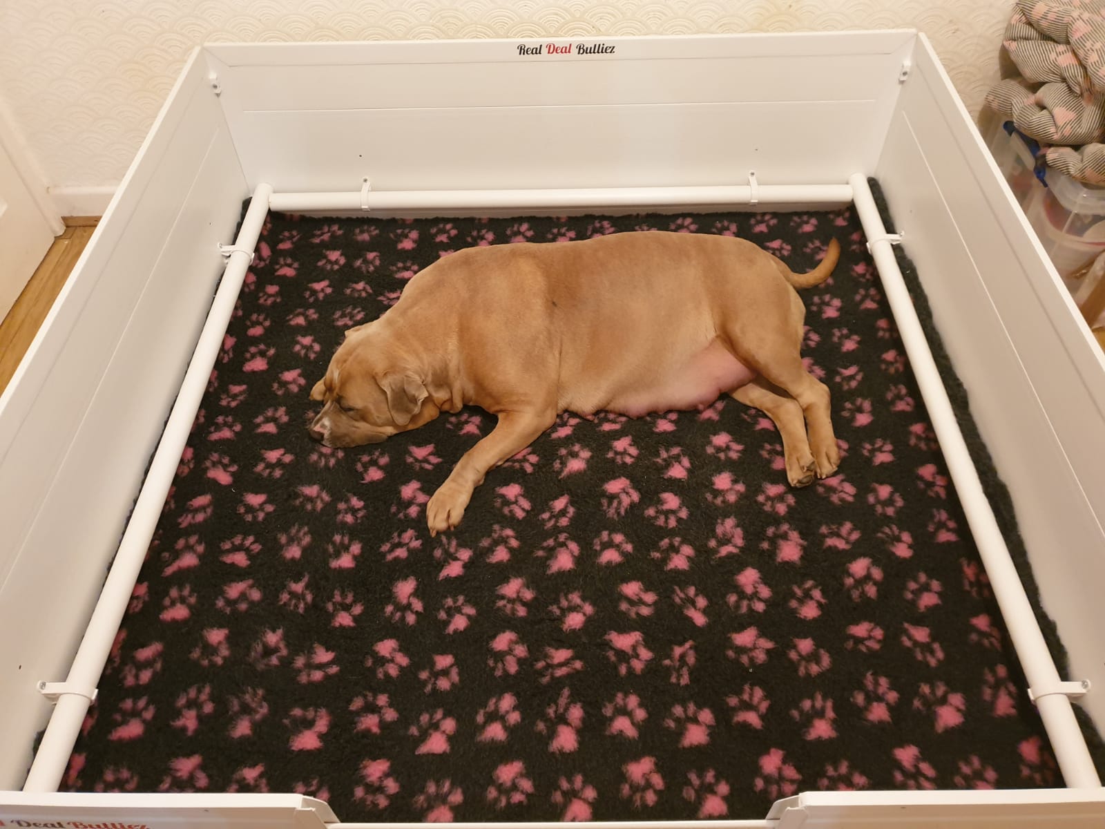 60x48x18 | Steel city whelping boxes,whelp safe plastic whelping boxes ...