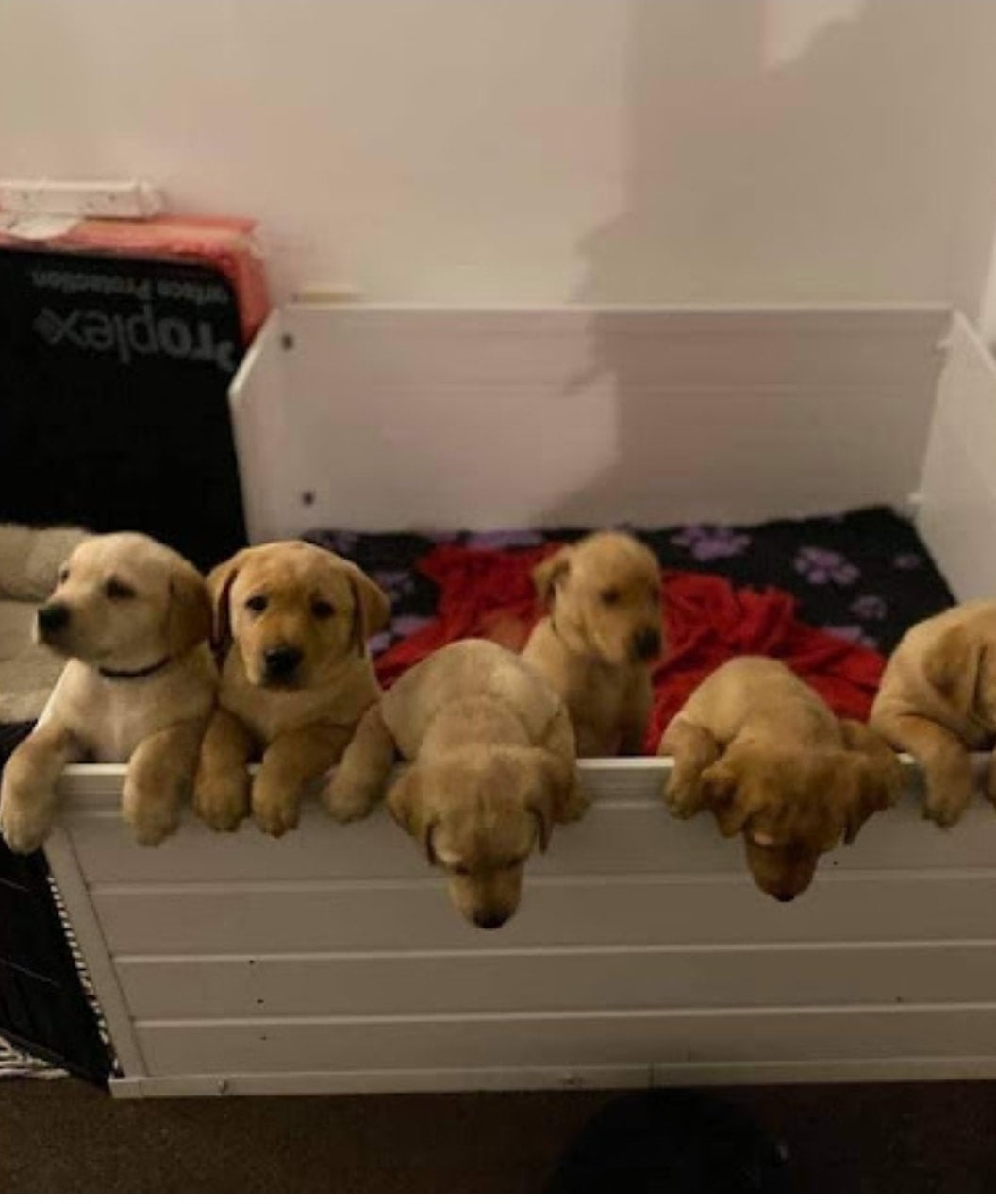 24x24x12 | Steel city whelping boxes,plastic whelping boxes and ...