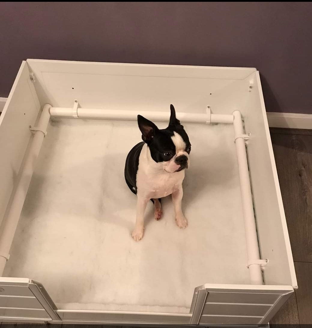 36x36x18 | Steel city whelping boxes,whelp safe plastic whelping boxes ...